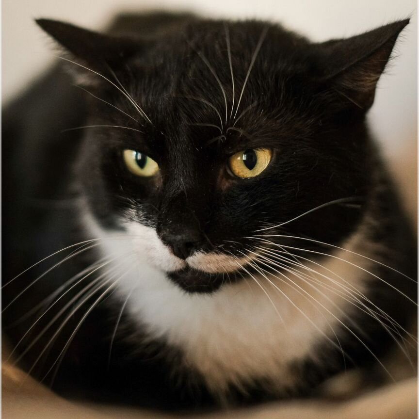 Взрослый кот в добрые руки