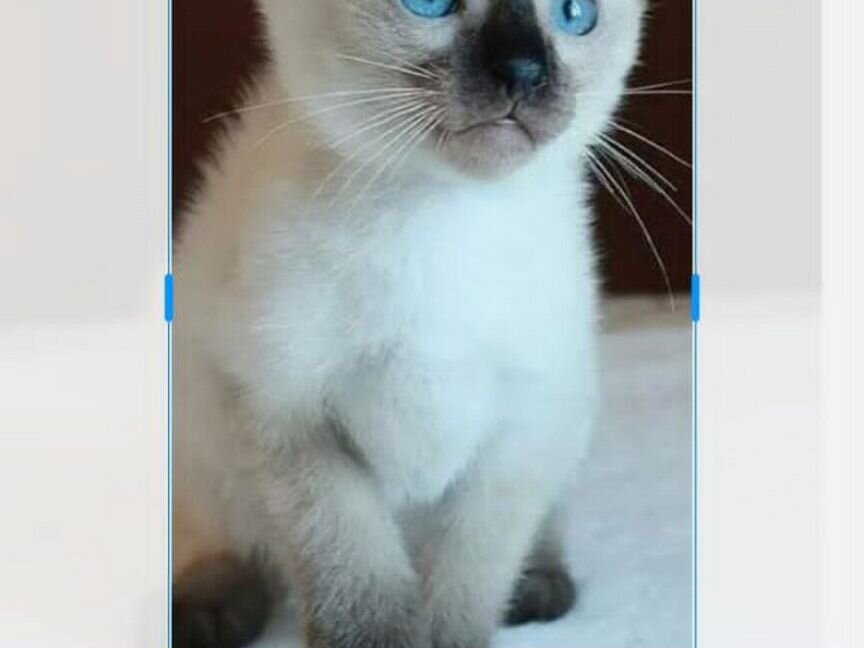 Тайские котята