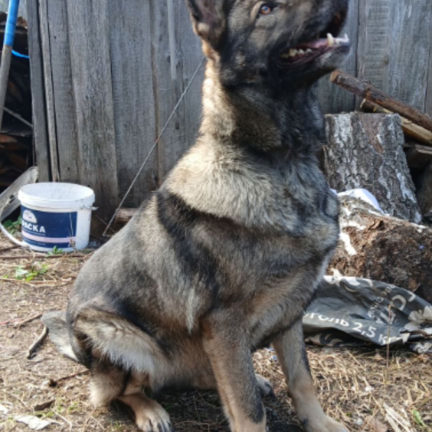 Зонарная Немецкая овчарка