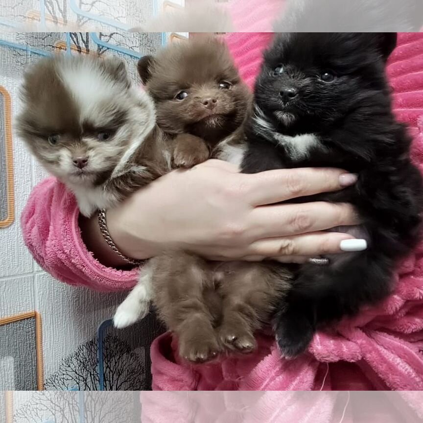 Шпиц детишки