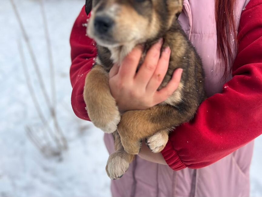 Щенок Марти в добрые руки