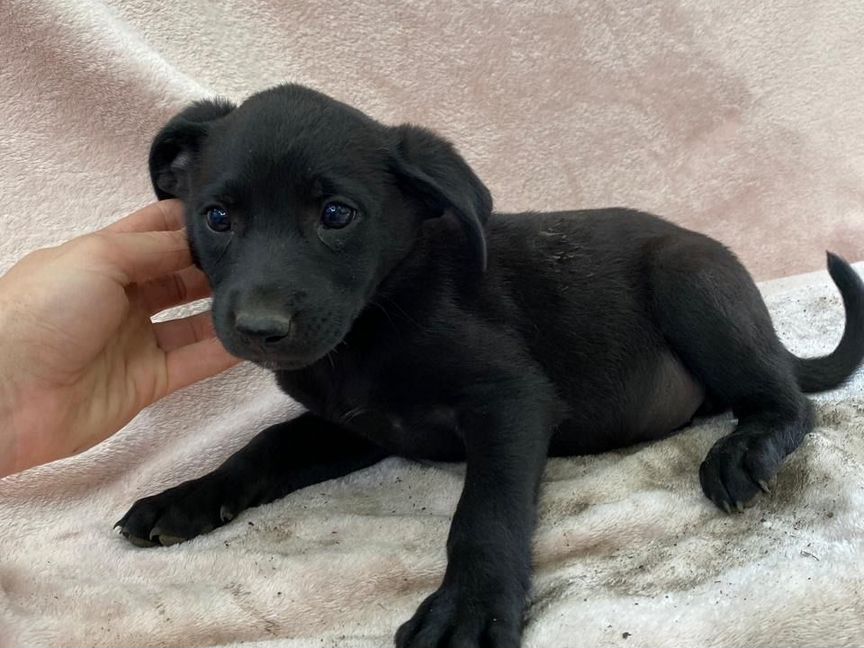 Собака в добрые руки отдам бесплатно