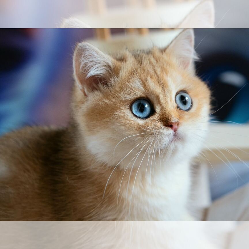 Британский короткошёрстный котёнок