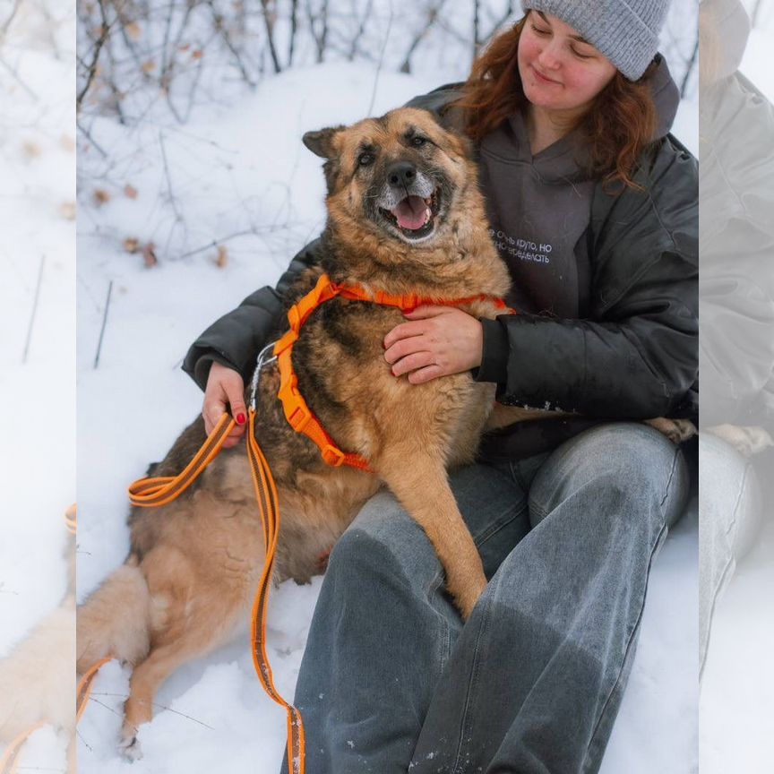 Немецкая овчарка, взрослая собака