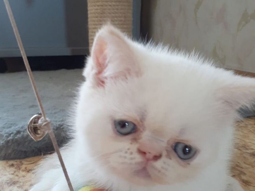 Котик, 2мес,экзот