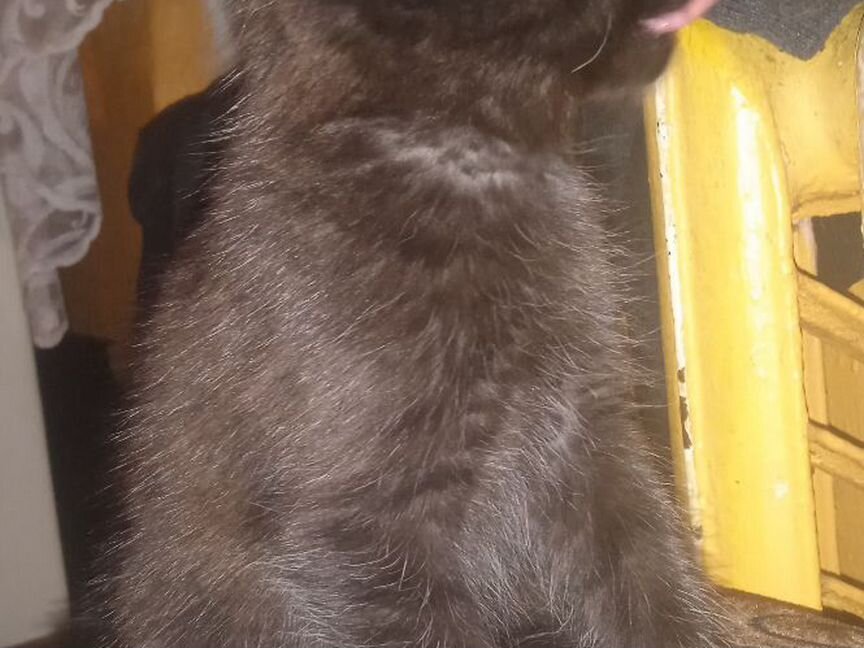 Черная кошка