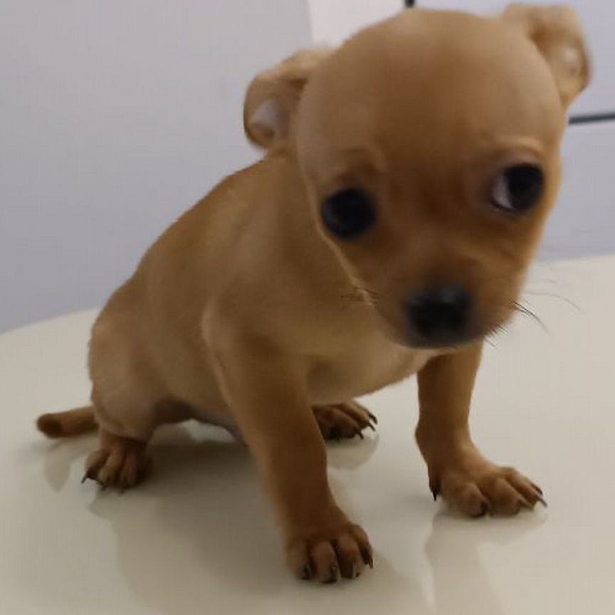 Щенки чихуахуа