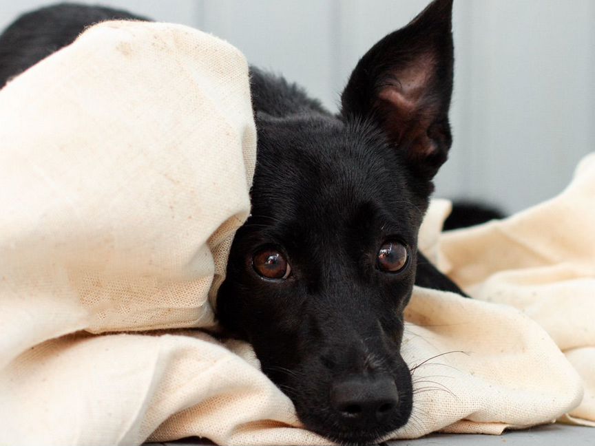 Собака в добрые руки