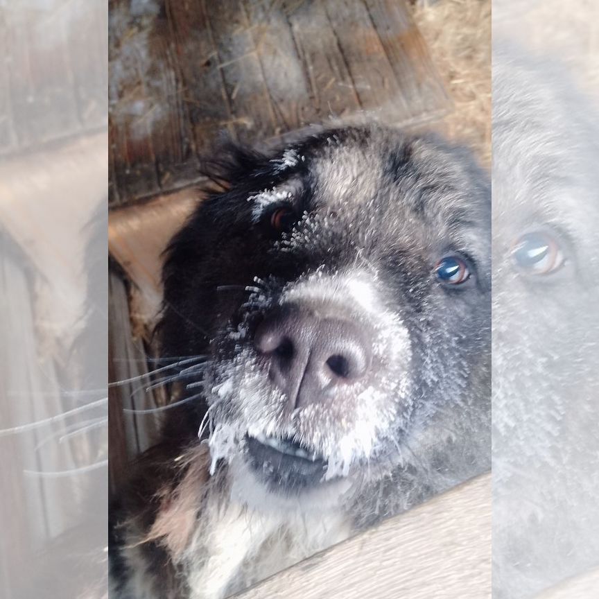 Кавказская овчарка, взрослая собака