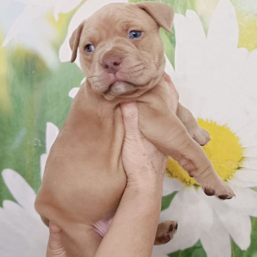 Американский булли стандарт