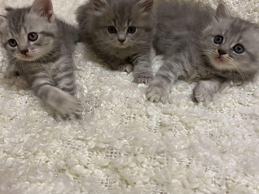 Шотландские котята