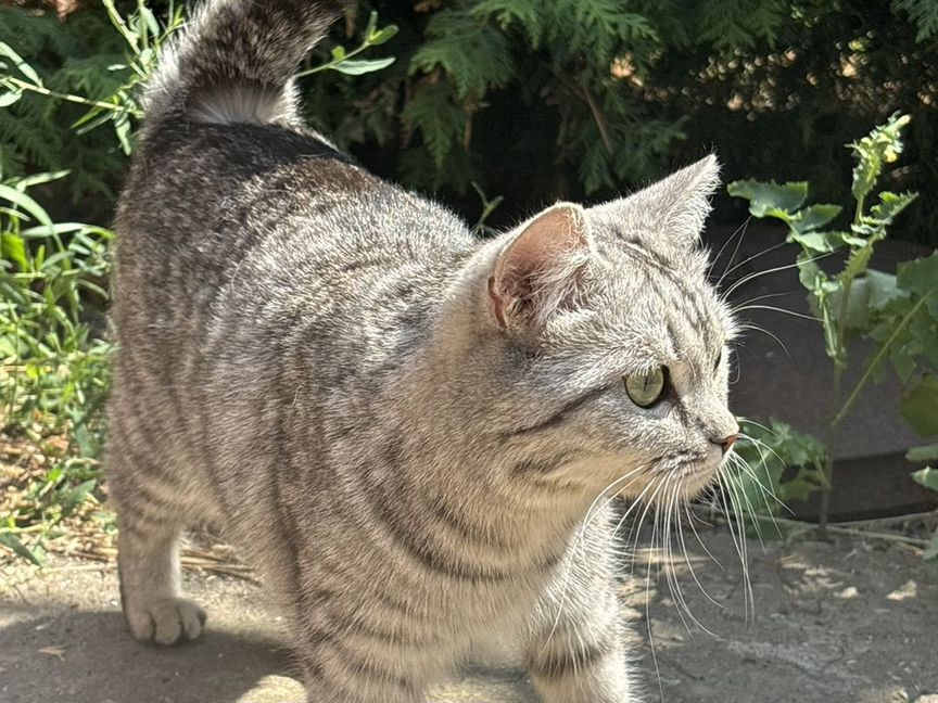 Найдена кошка