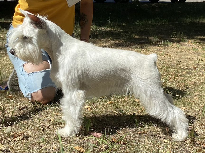 Цвергшнауцер