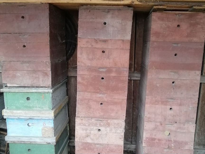 Пчелокорпуса Рута