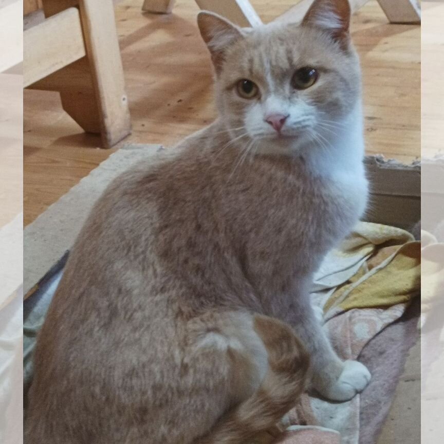 Взрослый кот в добрые руки