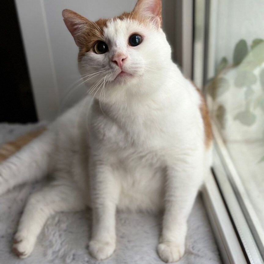 Кот пухлячок Мурзик
