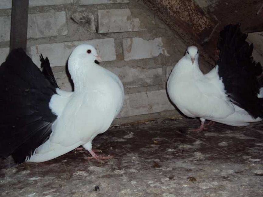 Продам голубей