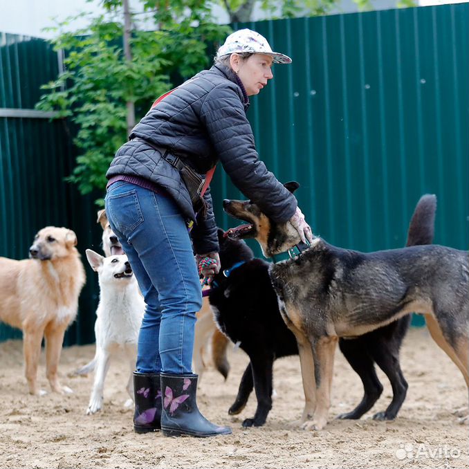 Нужны волонтеры-помощники в приют