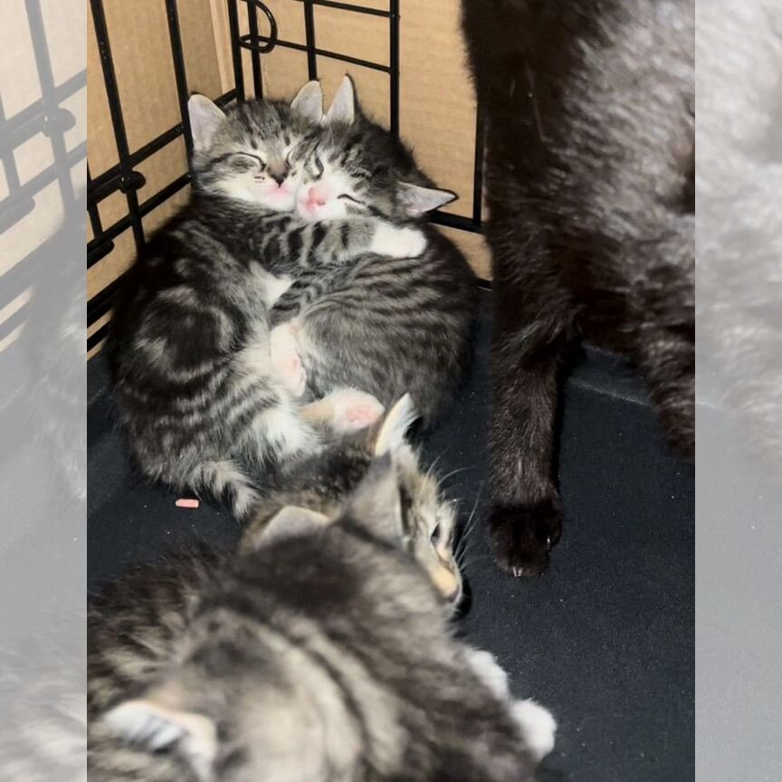 Котята 2 мес шпротики