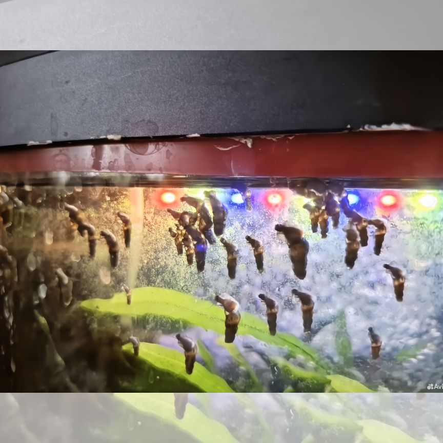 Предлагаю улиток для аквариума мелании