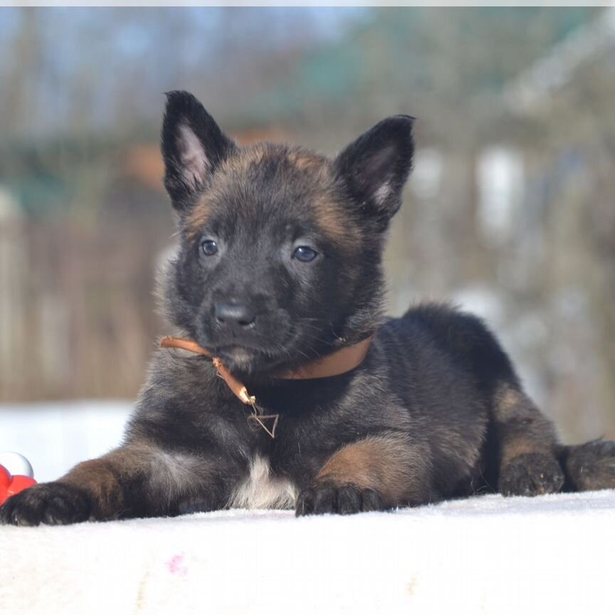 Бельгийская овчарка, щенок
