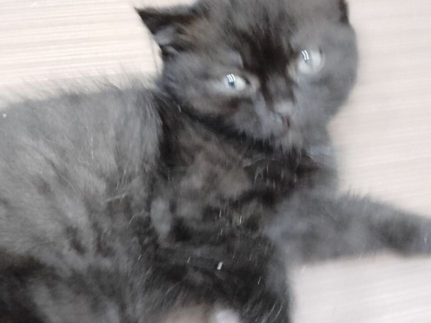 Котёнок вислоухий к латку приучен