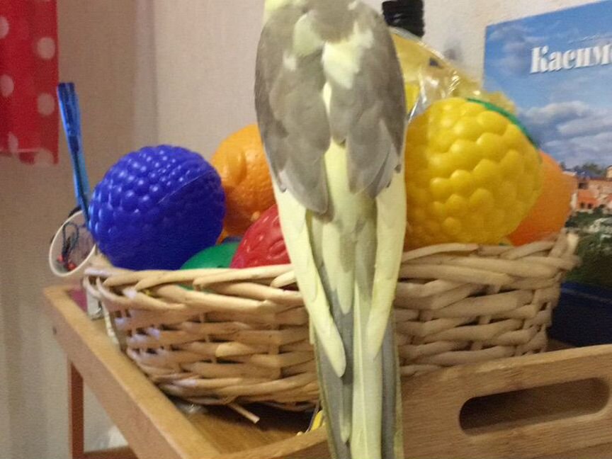 Попугай корелла ручной