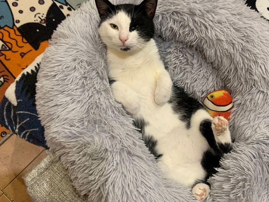 Котик Оливер в добрые руки. Бесплатно