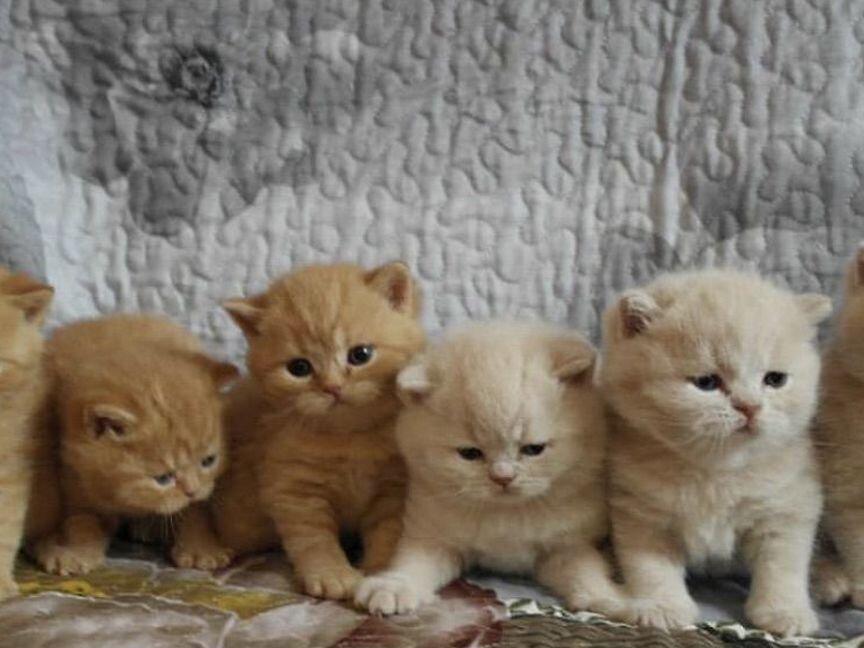 Плюшевые чистопородные детки