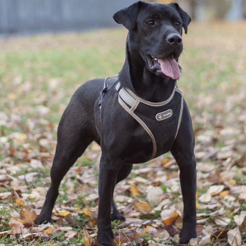 Взрослая собака в добрые руки