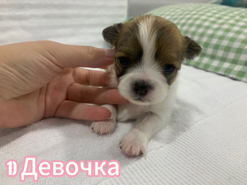 Щенки чихуахуа