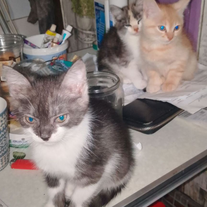 Котята
