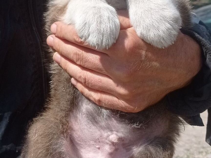 Щенок-крепышок,бутузик,2 мес