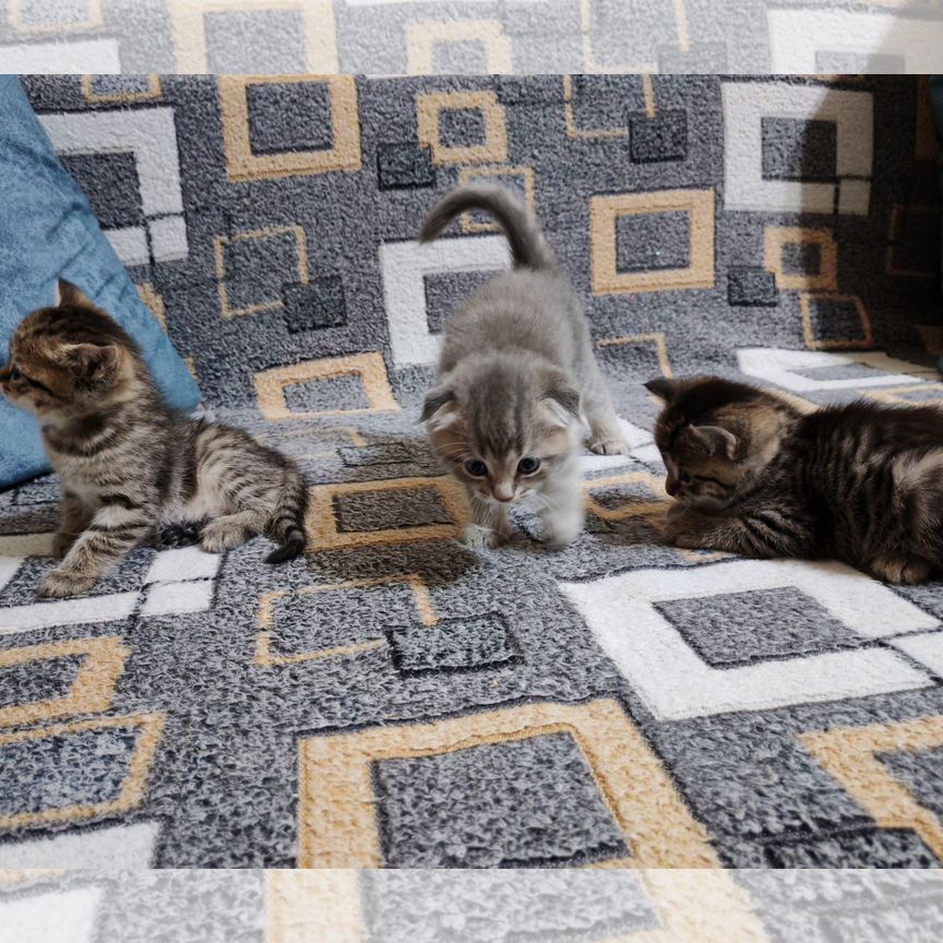 Шотландский прямоухий короткошёрстный котёнок