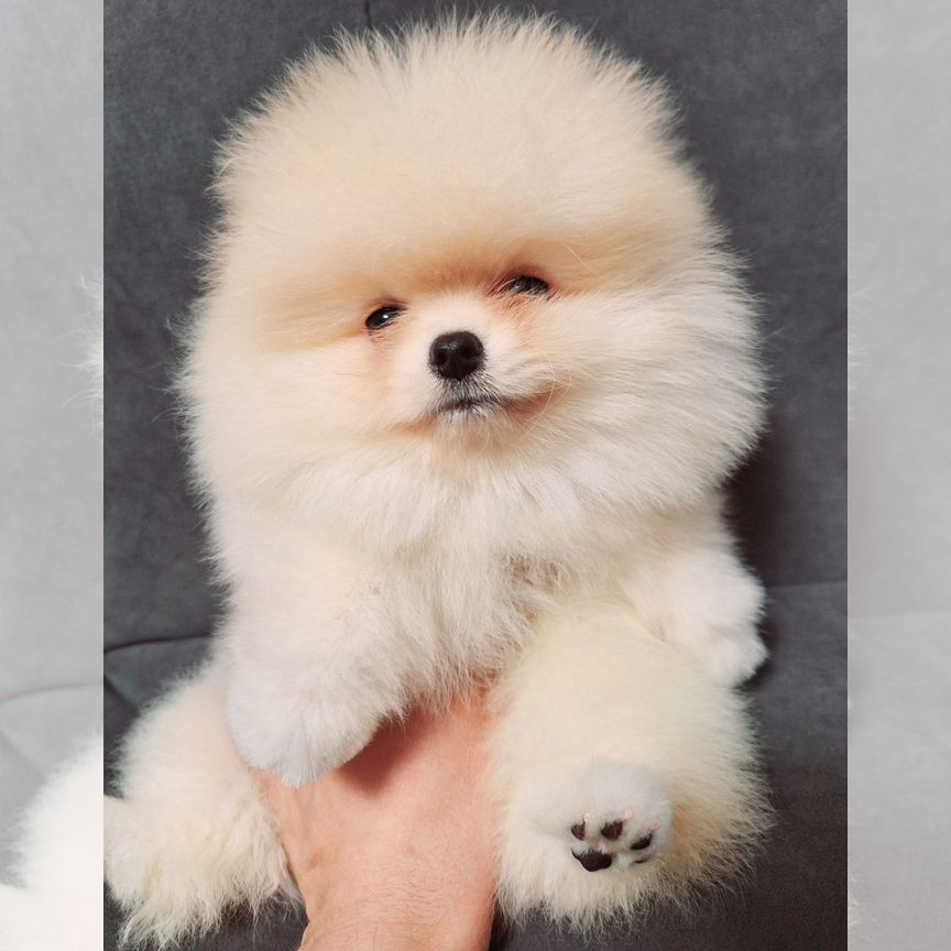 Померанский шпиц, щенок