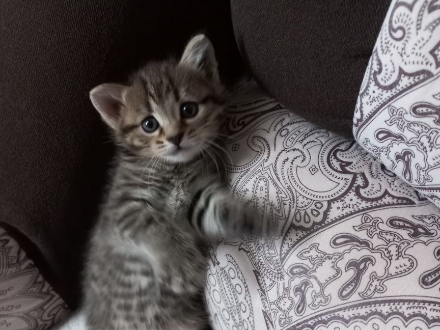 Кошки в добрые рук