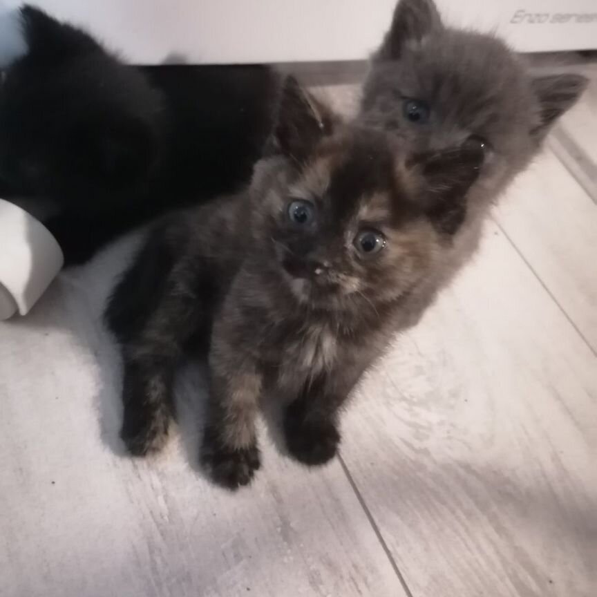 Котята в добрые руки бесплатно