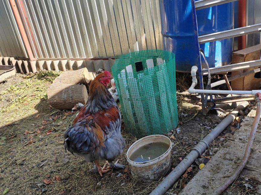 Продам или обменяю петушков