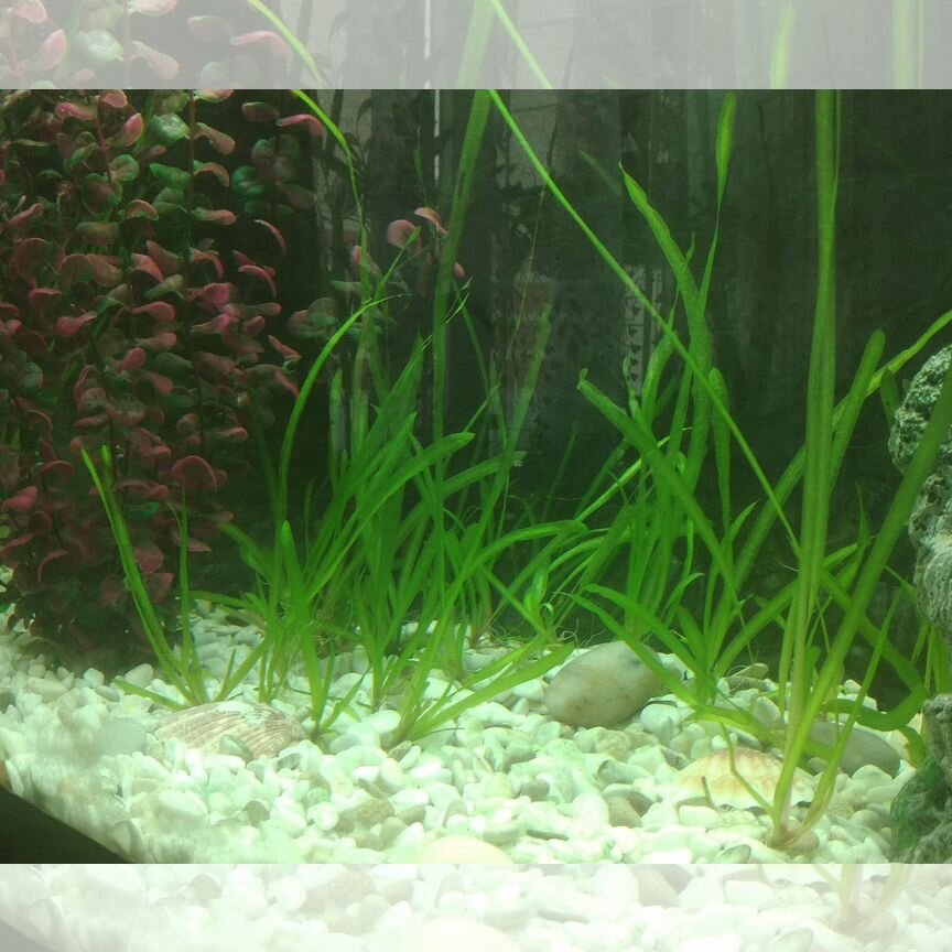 Растения для аквариума