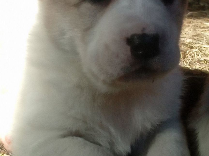 Продажа щенков алабая