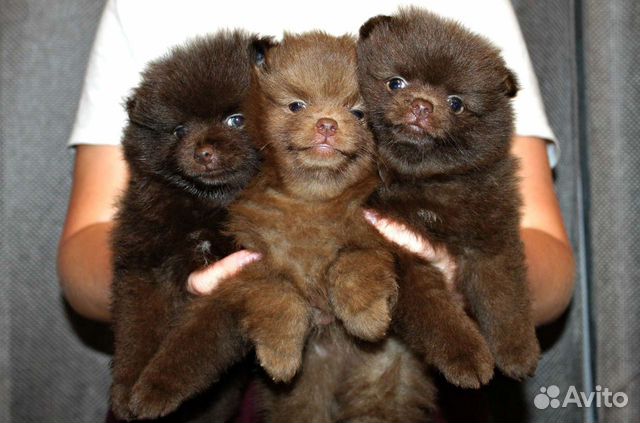 Сладкие шоколадки