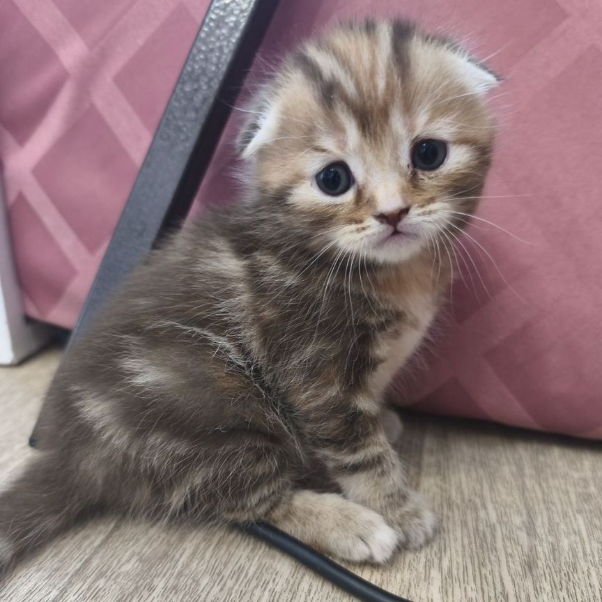 Шотландский вислоухий короткошёрстный котёнок
