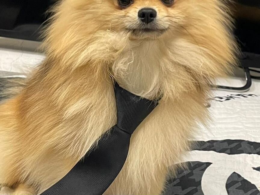 Померанский шпиц медвежьего типа