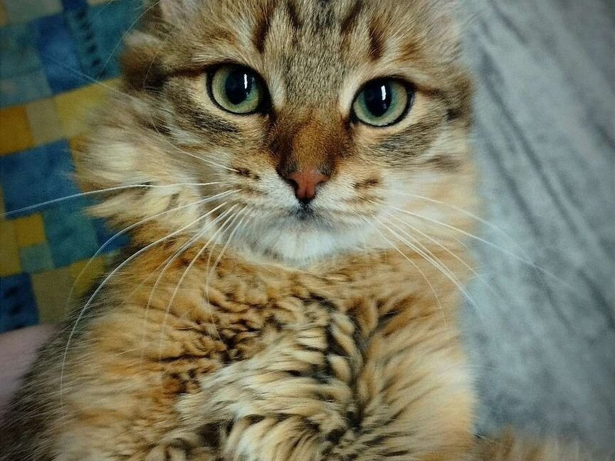 Кот