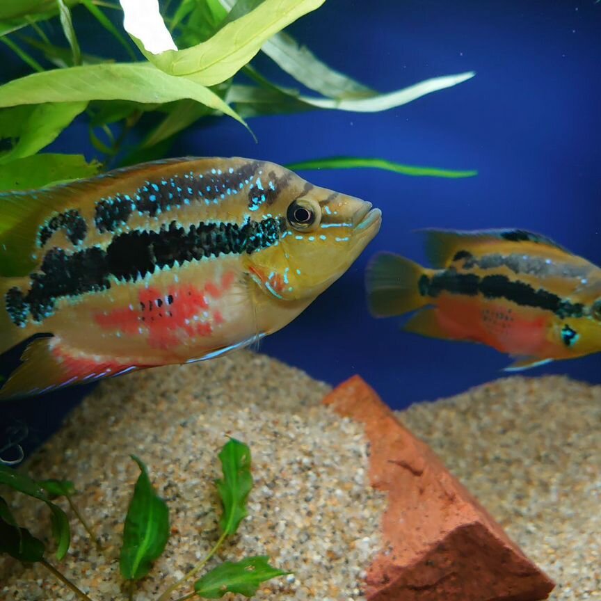 Цихлозома Сальвини