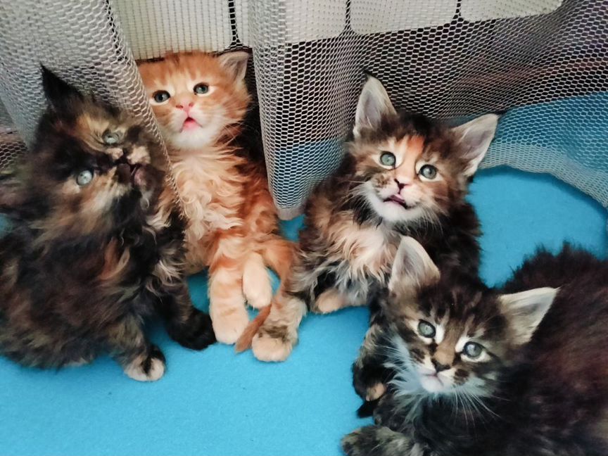 Котята мейн-кун