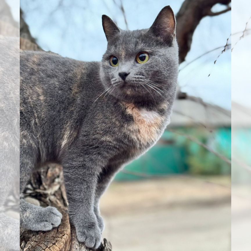 Кошка в добрые руки