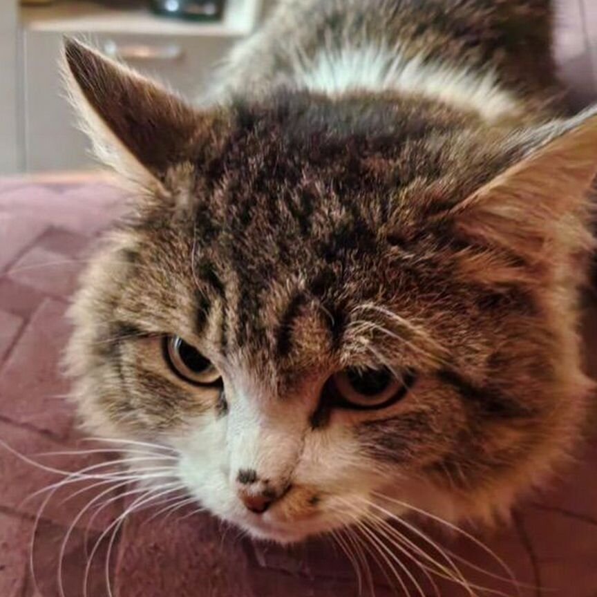 Взрослый кот в добрые руки