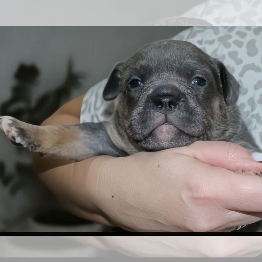 Американский булли, щенок