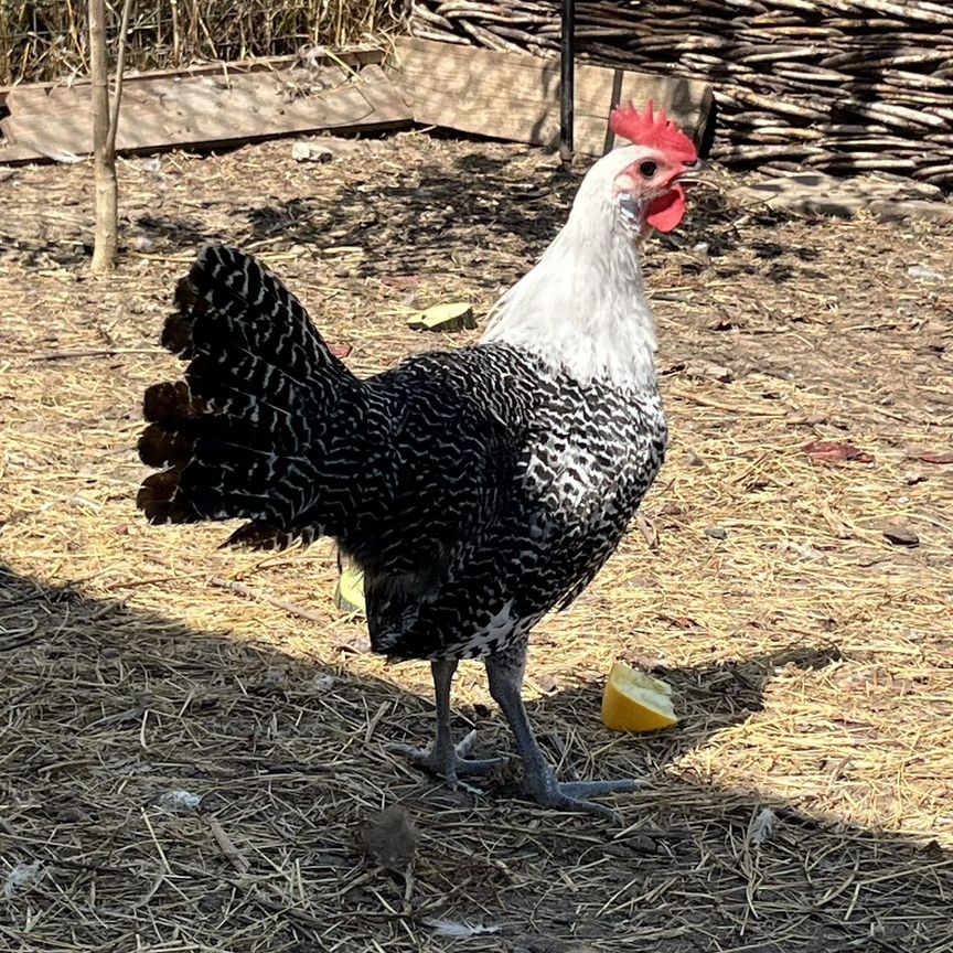 Петух брекель